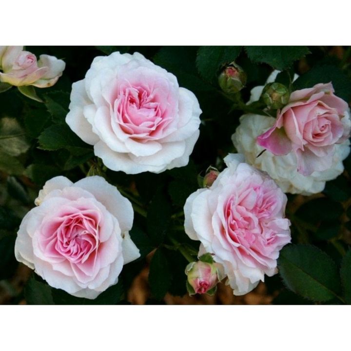 isi 5 Biji Bunga Mawar Emma Perfume Rose Seeds seeds/benih biji ...