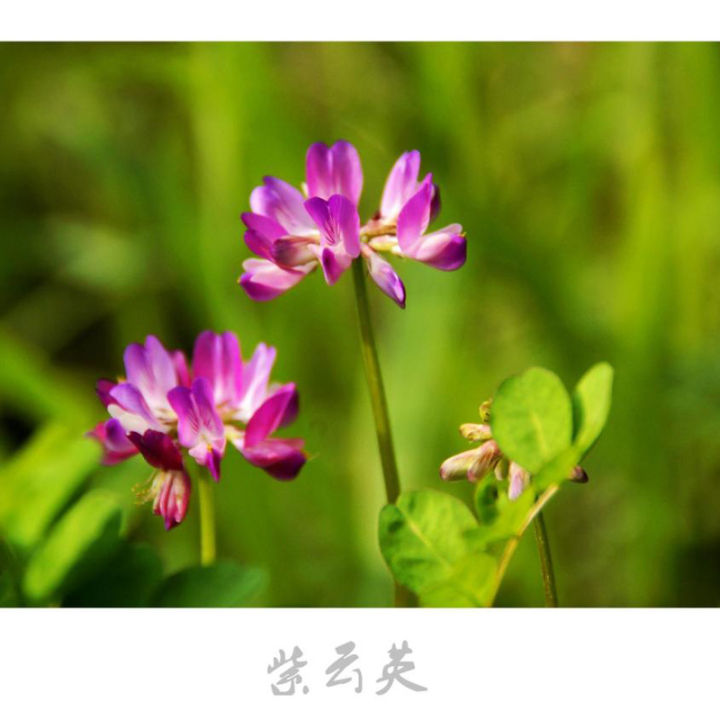 Chinese milk vetch seed orchard, high-yield green manure seed, bee ...