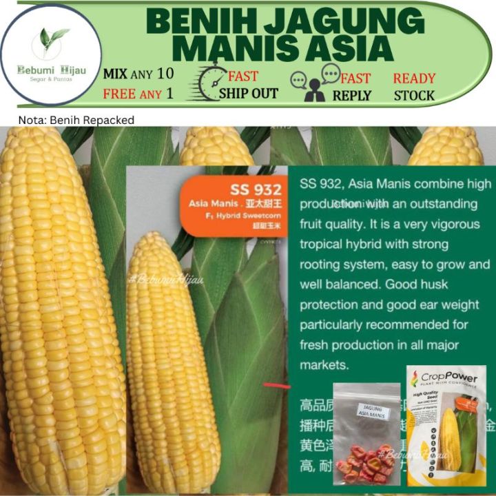 10 biji benih JAGUNG ASIA MANIS sweet corn seeds pilihan pekebun jagung ...