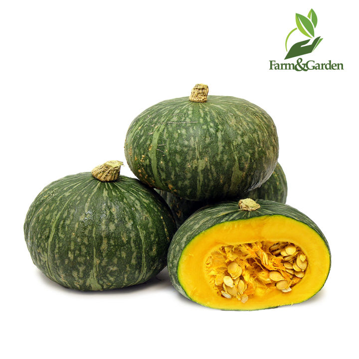 Squash- 30 seeds per pack | Lazada PH