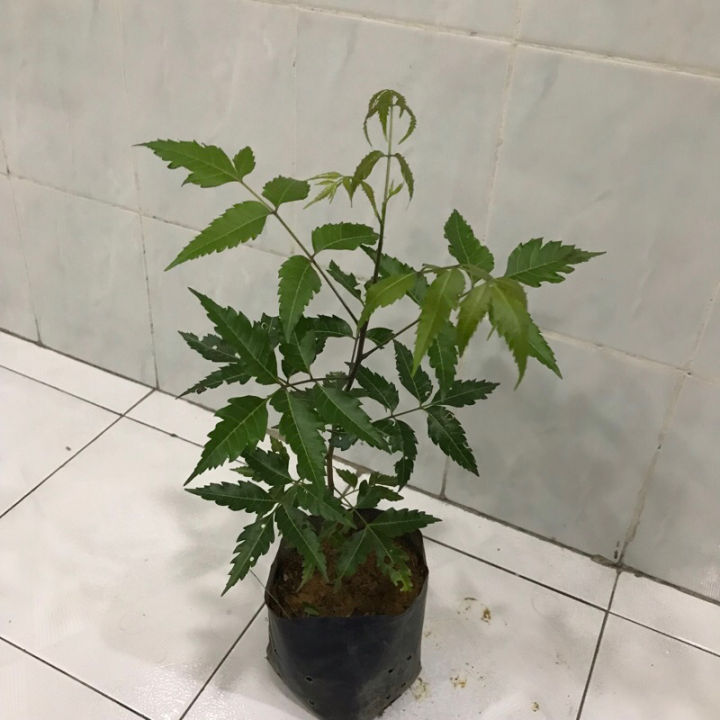 ♝Real Live Neem Plant Anak Pokok Semambu Hidup Azadirachta Indica | Lazada