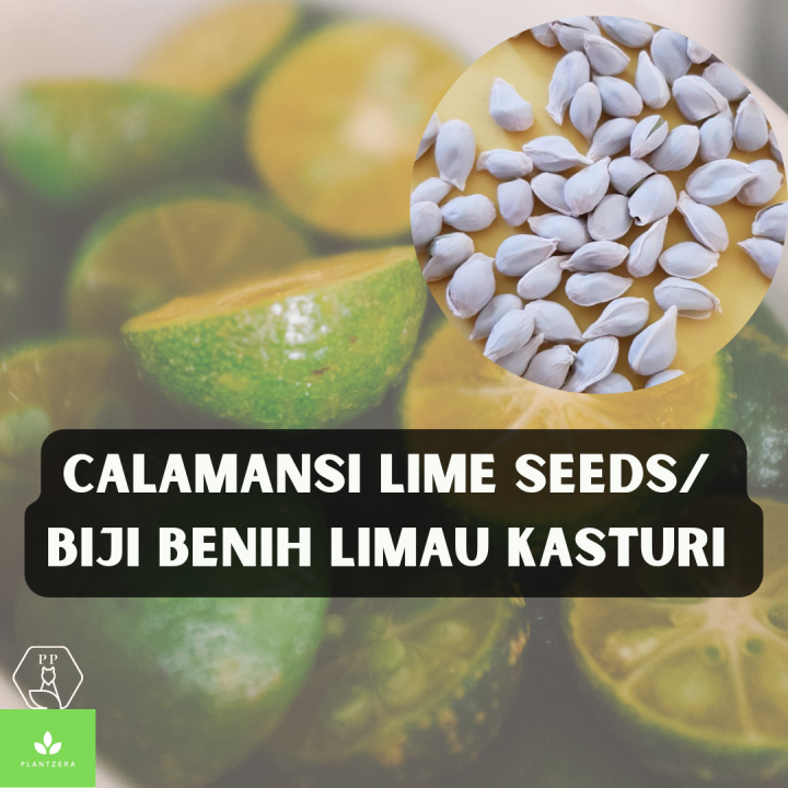 Calamansi Lime Seeds/Biji Benih Limau Kasturi/桔子种子[HIGH QUALITY PROCESSED] | Lazada