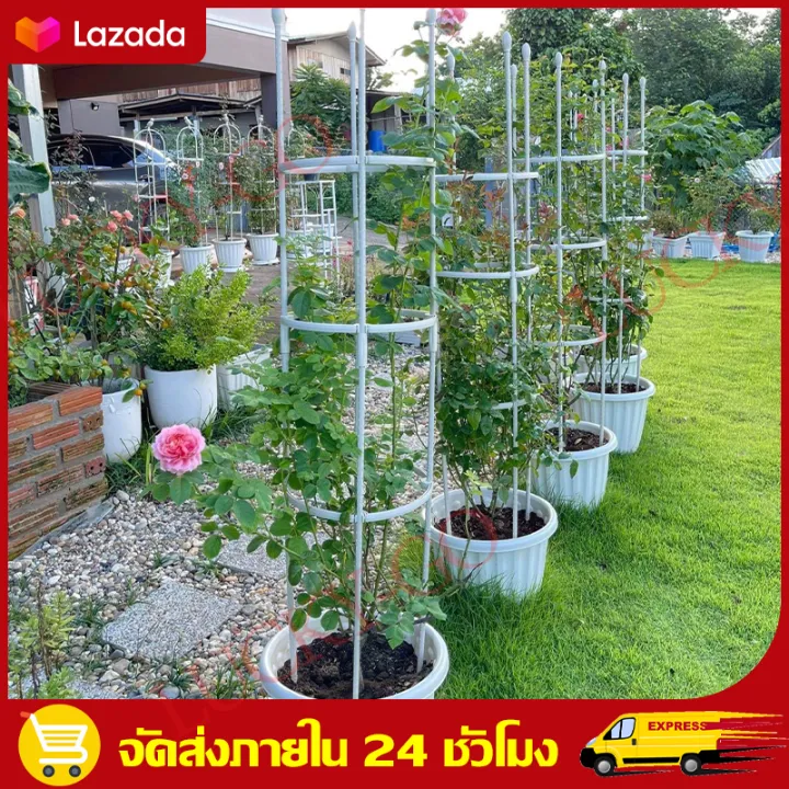 ขาว โครงไม้เลื้อย~โครงกุหลาบ rose arch rose trellis Ivy arch Climbing ...