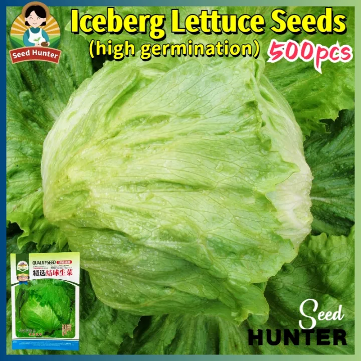 High Yield Fresh Iceberg Lettuce Seeds for Planting Vegetables Plants ...