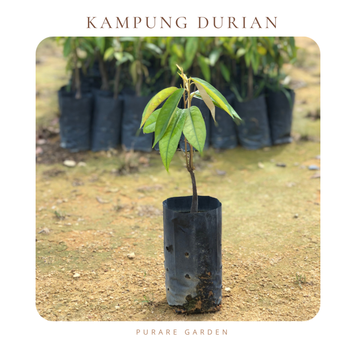 【𝗣𝗚】Anak Pokok Durian Kampung Kampung Durian Tree Kampung榴莲树苗 Musang ...