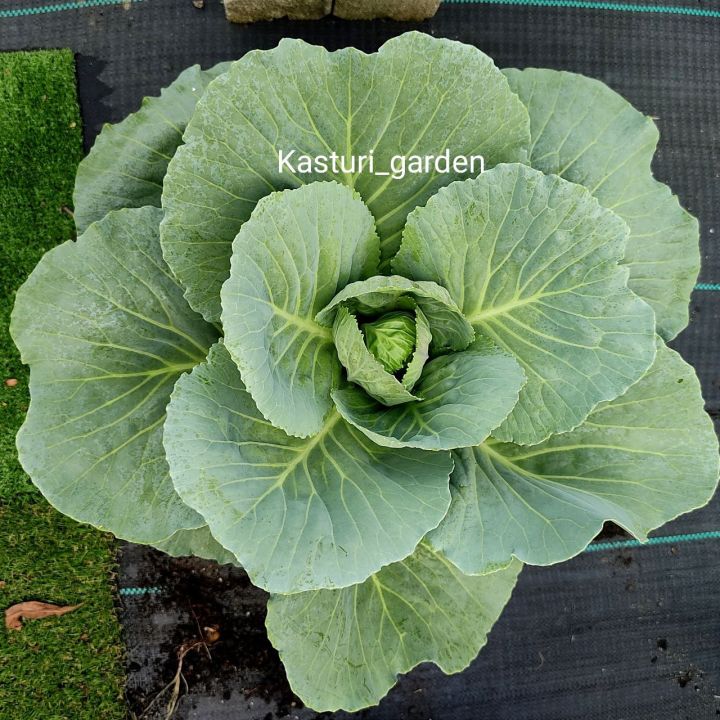 Biji Benih Kobis Bulat Tanah Rendah Low Land Cabbage Seeds Vegetable ...