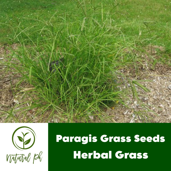 Paragis Grass Seeds - Magic Grass - Herbal Plant Seeds | Lazada PH