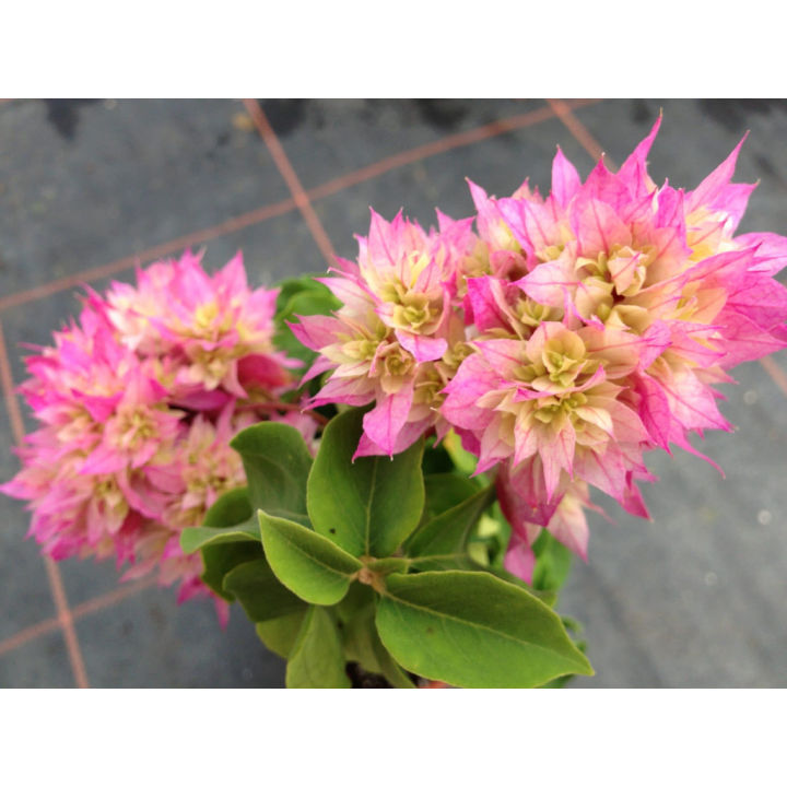 Super Rare Bougainvillea Cuttings Lazada Ph