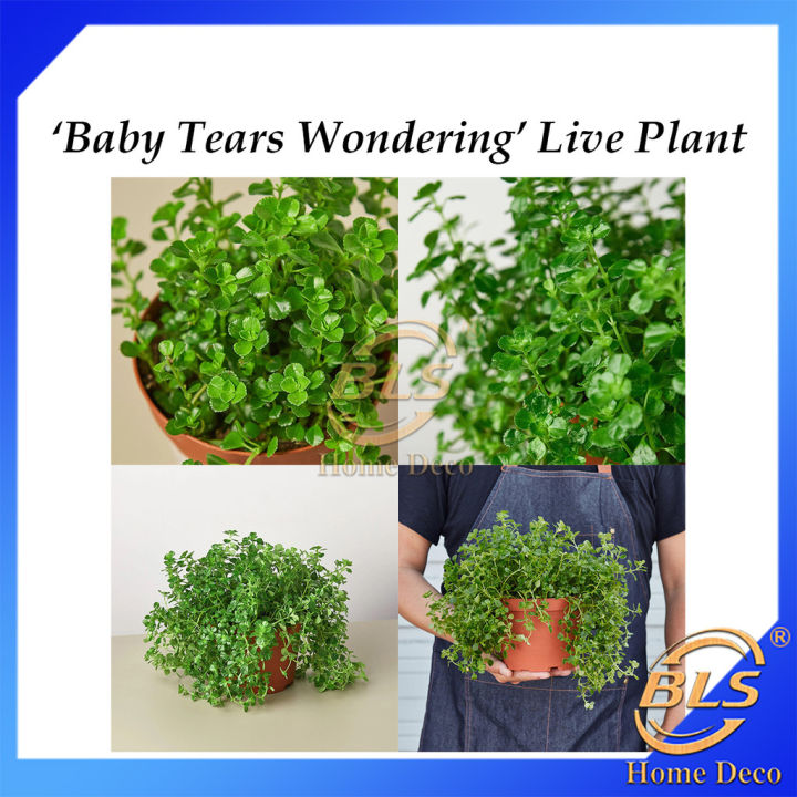 Real Live Plant Baby Tears Wondering Indoor Plants Pokok Hidup 婴儿泪 | Lazada