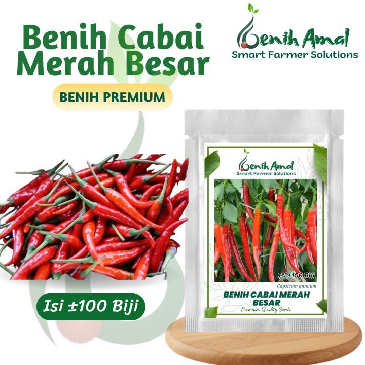 Benih Sayuran Cabe Merah Besar - Cabai Unggul | Lazada Indonesia