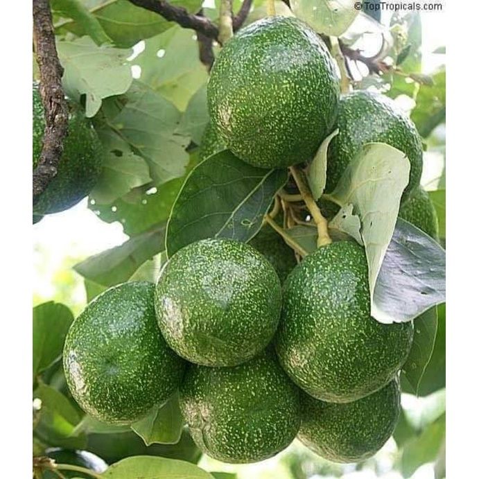 Anak Pokok avocado kawin jenis booth 7 | Lazada