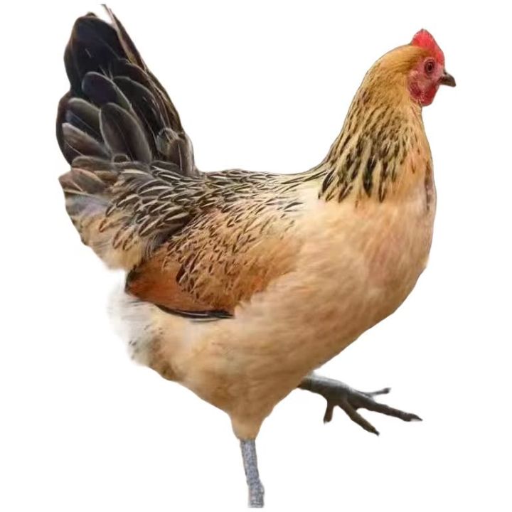 [Spot] Pure-bred Ma Yu chickens live chickens live chickens lay eggs ...