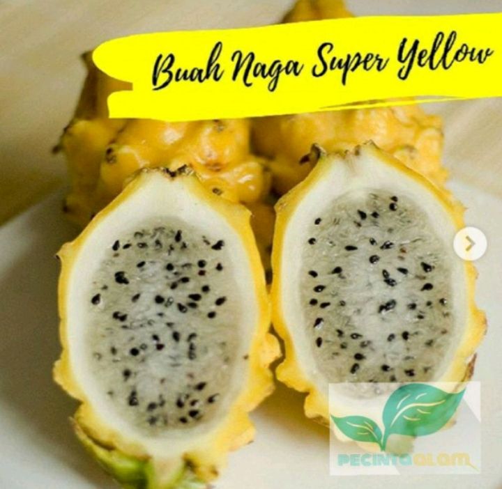 BIBIT BUAH NAGA KUNING SUPER //SUDAH BERAKAR// STEK BATANG CEPAT ...