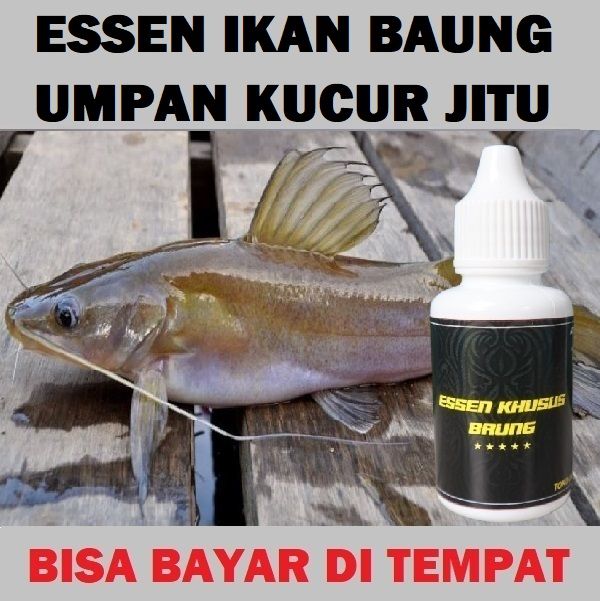 ESSEN PANCING IKAN BAUNG UMPAN KUCUR JITU ANTI BONCOS 30ML | Lazada ...