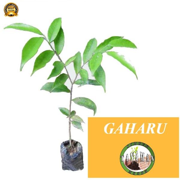 BIBIT TANAMAN POHON KAYU GAHARU AQUILARIA MALACCENSIS | Lazada Indonesia