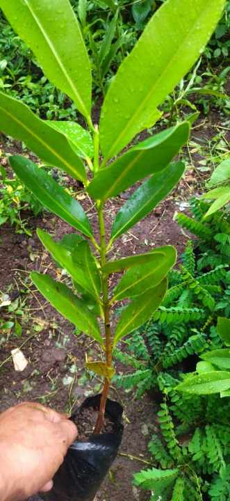 giant duhat seedlings | Lazada PH