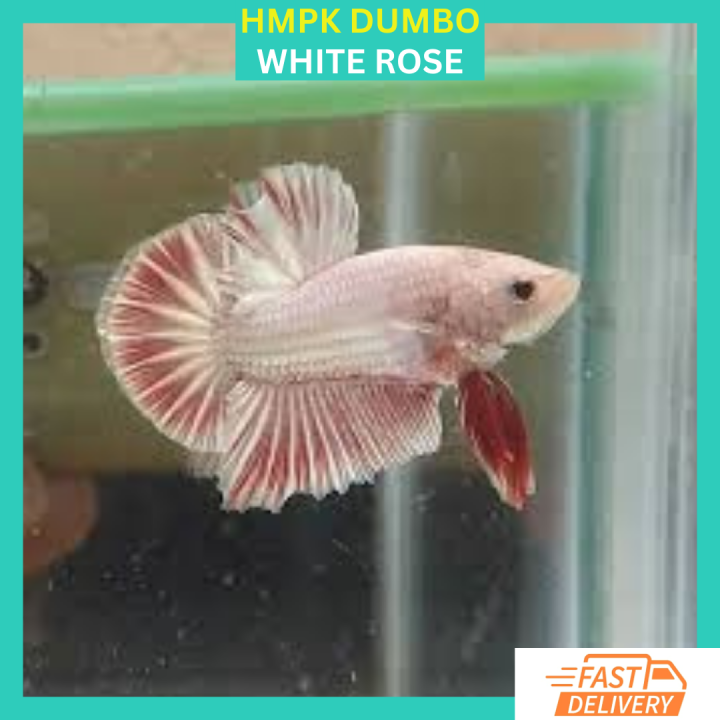 RFA HMPK Dumbo White Rose Betta Fish/ Ikan Laga HMPK Dumbo White Rose ...