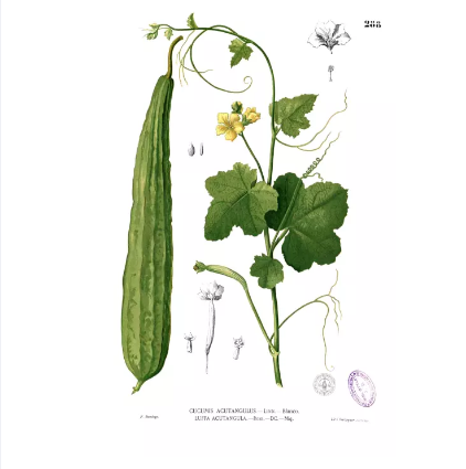 Patola 3gram 15-25 seeds Tagalog Seeds Herbs Vegetables Planting ...