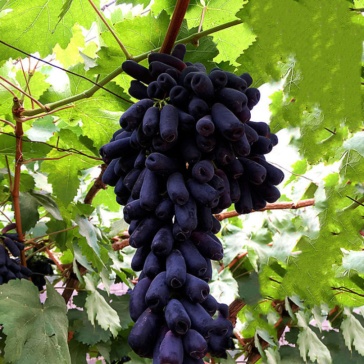 Sunshine Rose Grape Seedlings Sweet Sapphire Grape Trees Planting ...