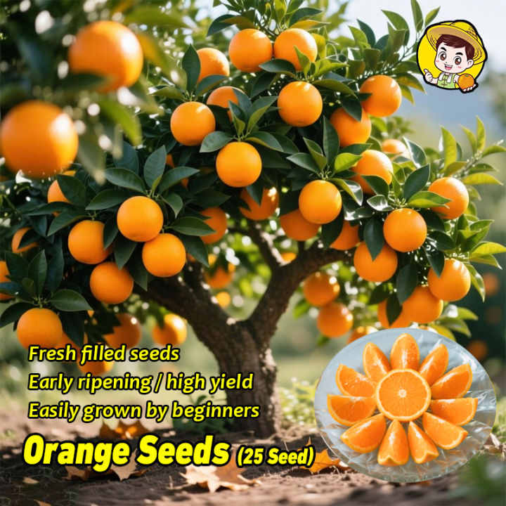 ปลูกง่าย 25เมล็ด/แพ็ค เมล็ดส้ม เมล็ดต้นส้ม 100% Legit Dwarf Orange ...