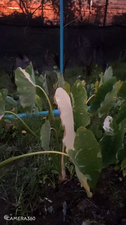Nadthida Colocasia Milky Way ตัดสด ไม่ตัดใบ โคโลคาเซีย มิลกี้ เวย์ มิวกี้เว Nadtida ต้นไม้ตาย ...