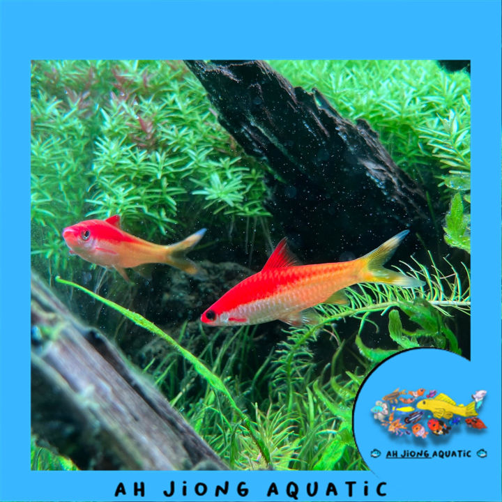 [Ah Jiong Aquatic]——Golden Denisonii 黄金一眉道人 5cm++ | Lazada