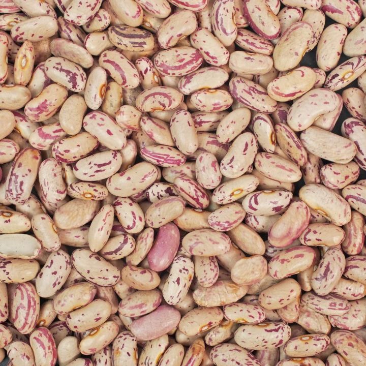 white rajma chitra pinto bean kidney beans reddish-brown (Phaseolus ...