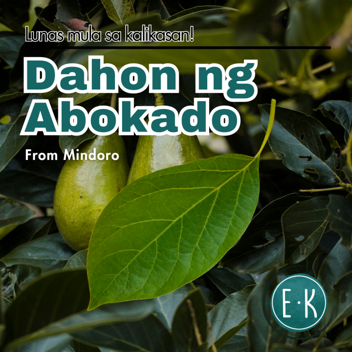 Dahon ng Abokado (Avocado Leaves) | Lazada PH