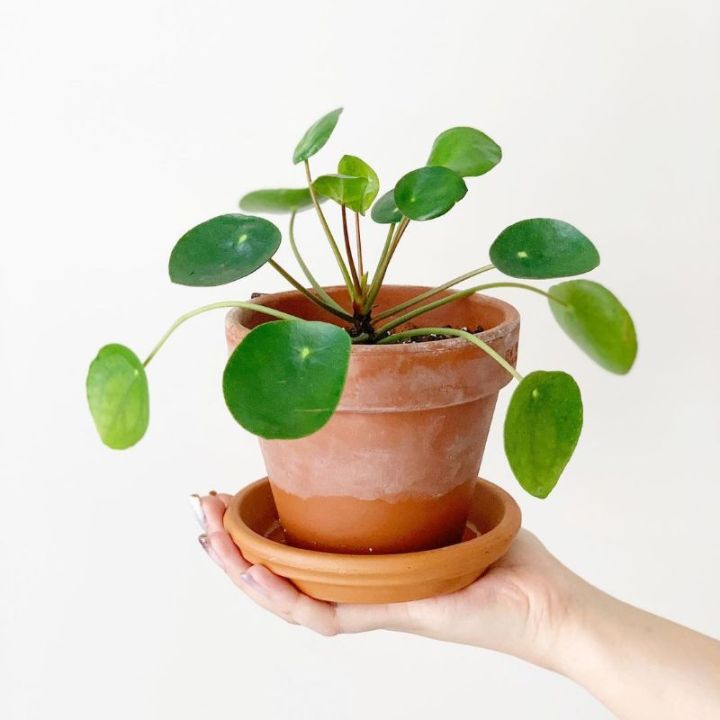 Tanaman bunga pilea peperomioides / pilea coin | Lazada Indonesia