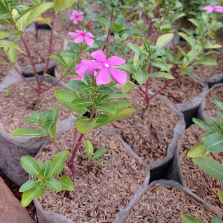 Tanaman Hias Tapak Dara, Tapak dara, pohon Tapak Dara | Lazada Indonesia