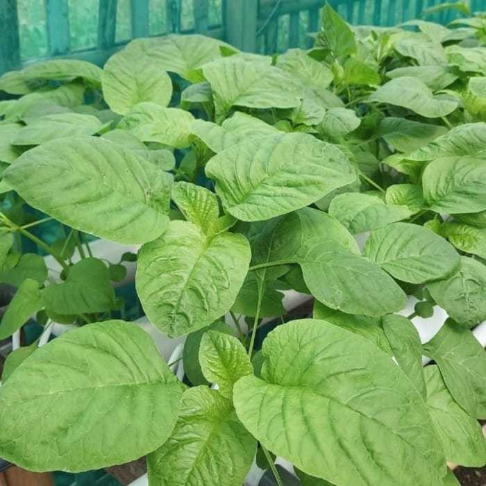 BAYAM HIJAU ISI [-/+2500] BENIH BAYAM REPACK | Lazada Indonesia