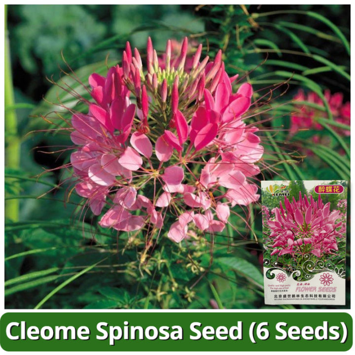 High Quality Cleome Spinosa Seed (6 Seeds) Spiny Spiderflower Flower Seeds for Gardening ...