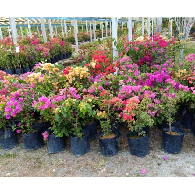 Mixpelbagai.bunga kertas citra india, bunga kertas black maria, putih ...