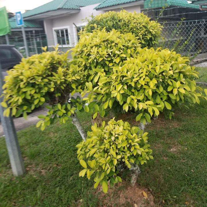 MM- Golden Ficus / Ficus retusa /Ficus Gold live plant sapling | Lazada