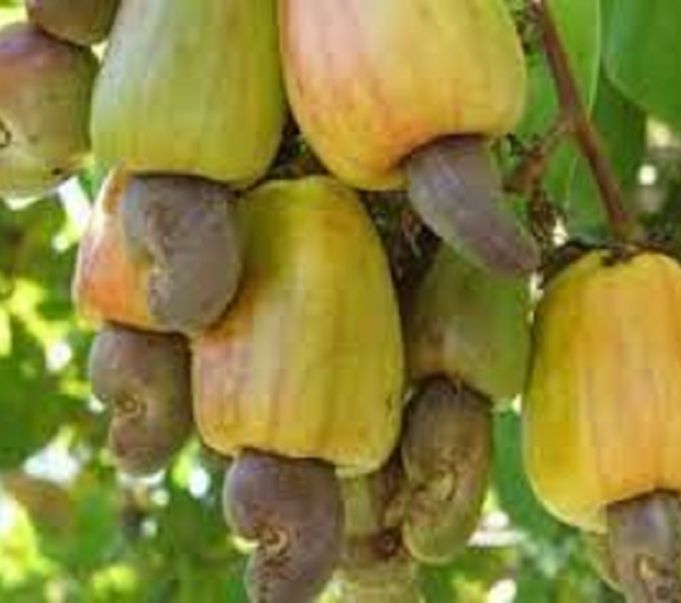 CASOY DWARF SEEDS FOR PLANTING FRESH SEEDS FROM GARDEN | Lazada PH