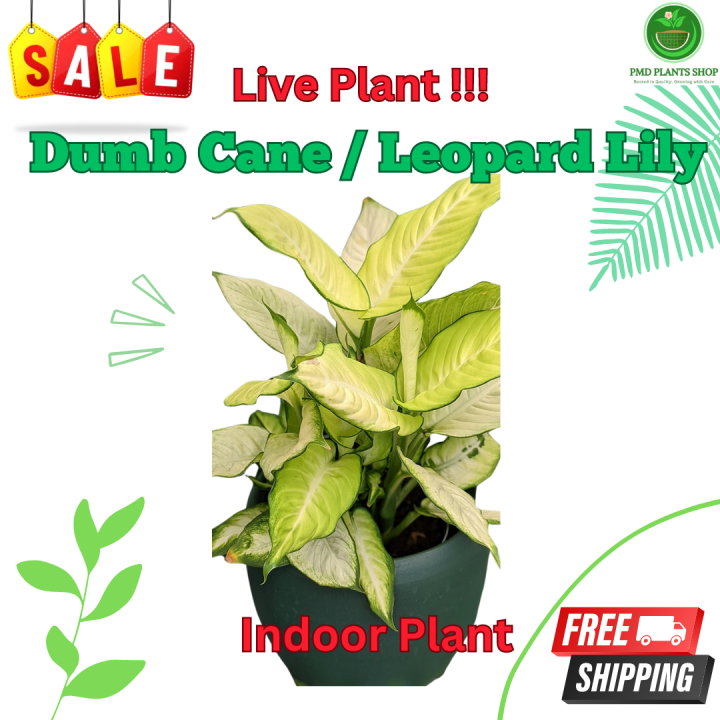 Live Dieffenbachia 'Dumb Cane/Leopard Lily' - Exotic Indoor Tabletop ...
