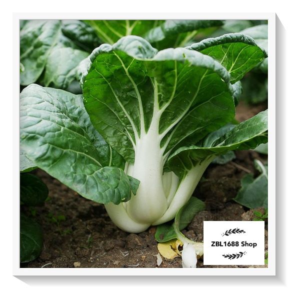 Malaysia Ready Stok-Biji Benih Pak Choy/Seed Buttered Pak Choy/奶白菜种子 ...