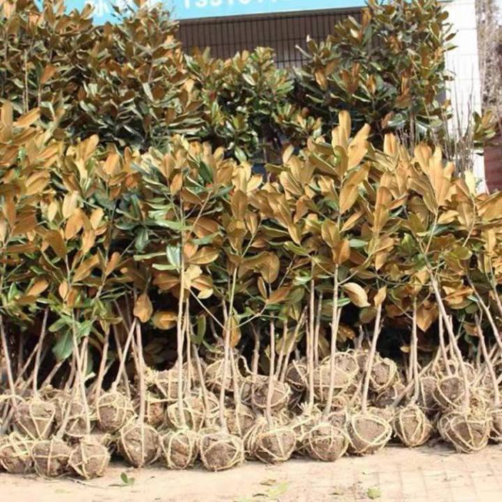 Greening seedlings Magnolia grandiflora seedlings courtyard Four ...