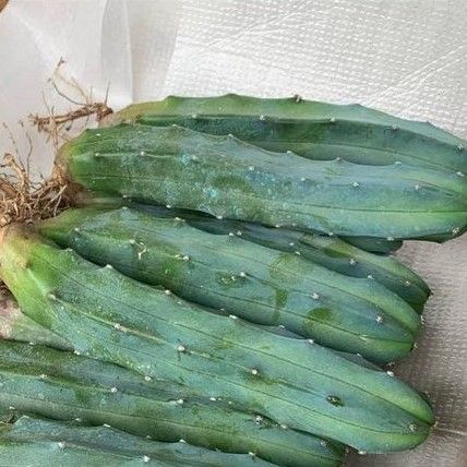 Blue Boy Cactus (Myrtillocactus Geometrizans) | Lazada PH