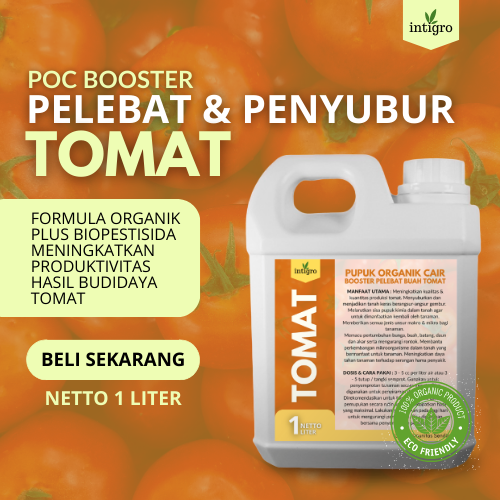Pupuk Cair Pembesar Buah Tomat Pupuk Buah Super Lebat Tomat Pupuk Pelebat Tomat Agar Berbuah ...