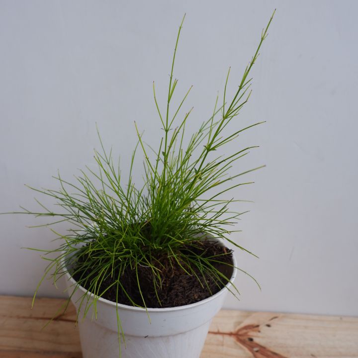 tanaman hias air mancur - tanaman bunga air mancur - bibit tanaman hias ...