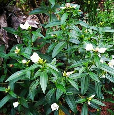 Pokok Senduduk Putih | Lazada