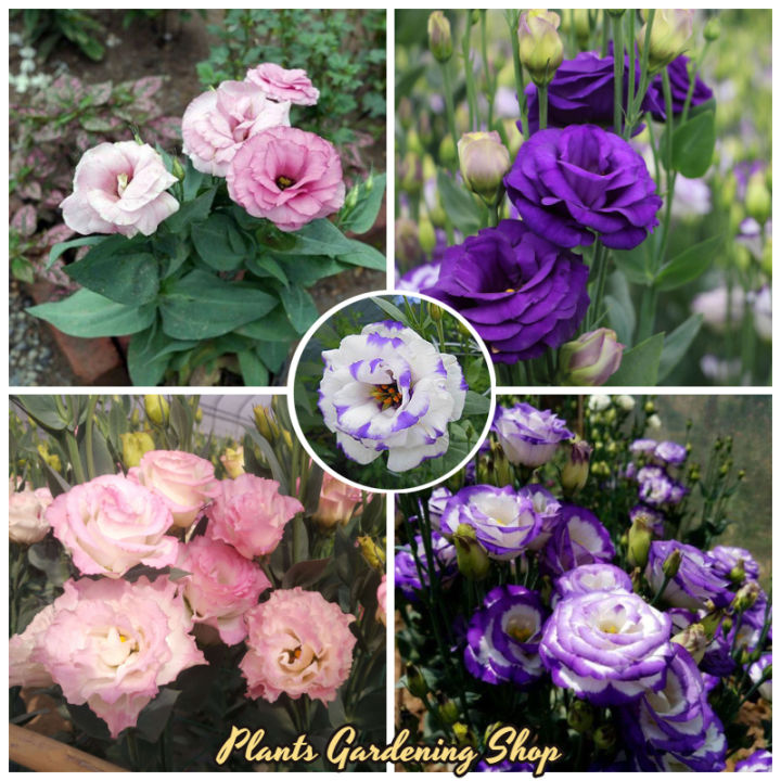 Malaysia Ready Stock 300pcs Eustoma Grandiflorum Flower Seeds Balcony ...