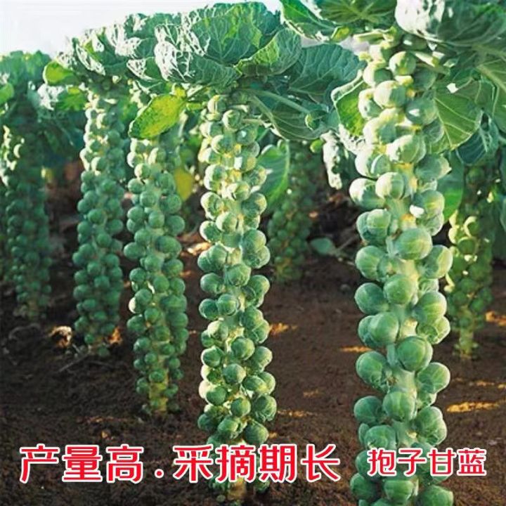 Spore cabbage seed precocious mini cabbage cabbage seed potted cabbage ...