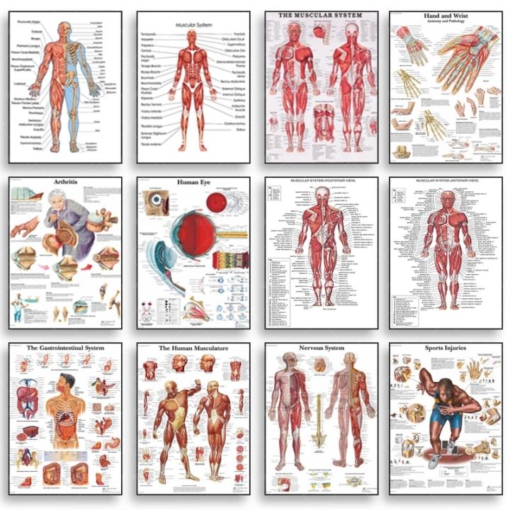 Medical Education Series - Human Anatomy Muscle System Anatomy Diagram ...