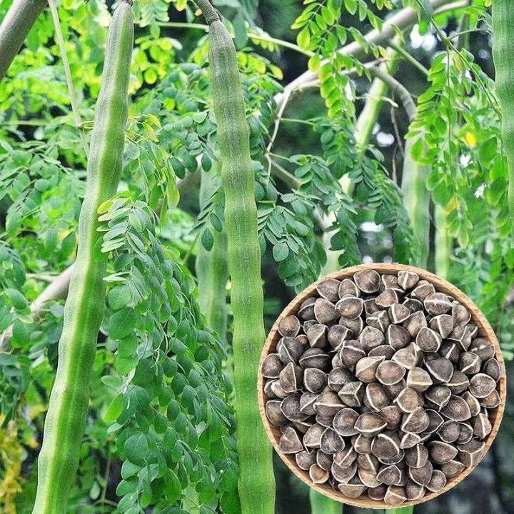 Bonsai Moringa Tree Plant Seeds (10 Seed) Malunggay for Planting Vegetable Plants | Lazada PH