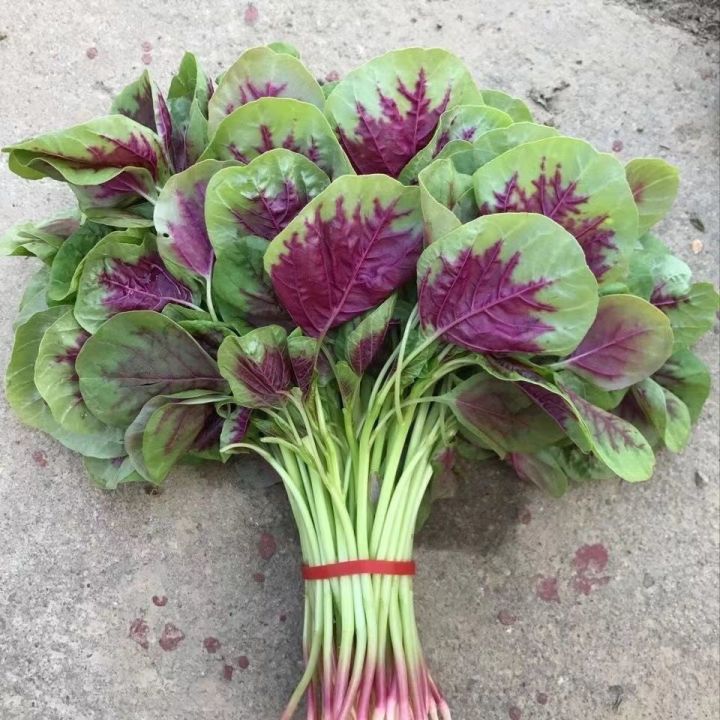 2000 seeds Red Spinach Seeds /High germination rate/Easy to grow ...