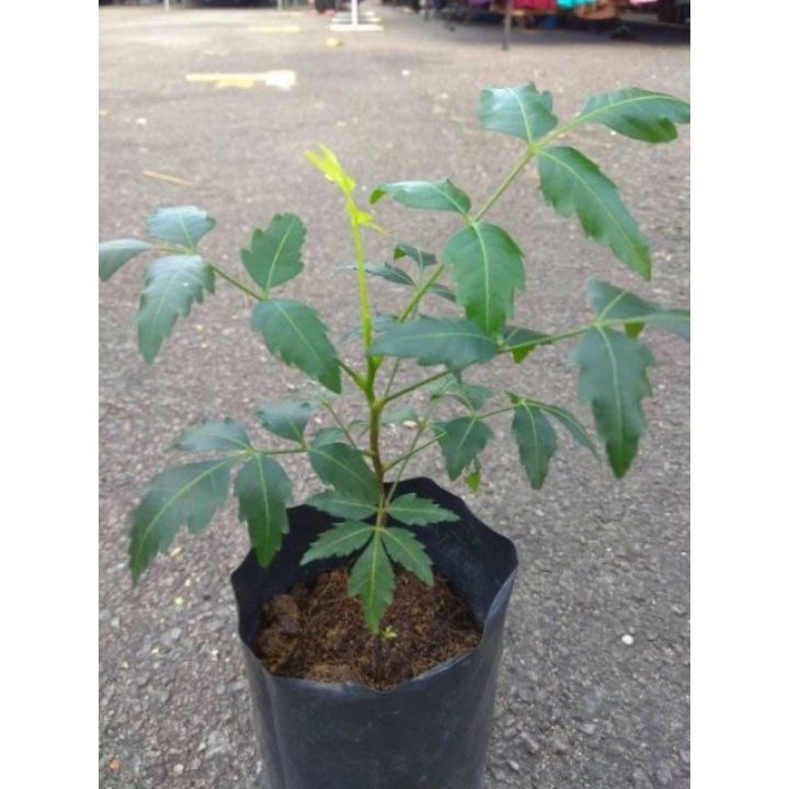 Anak Pokok semambu, neem tree | Lazada