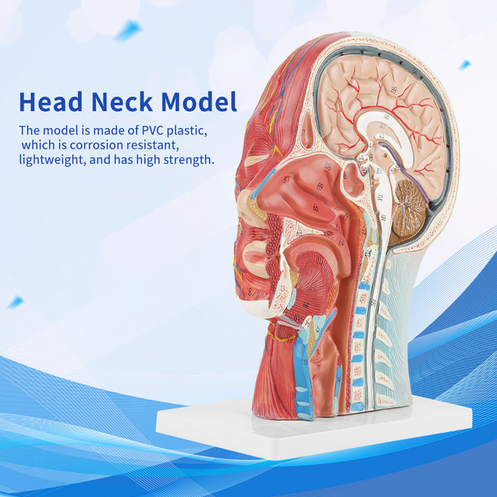 Head Model PVC Plastic Brain Model for Physical Teaching for Schools ...