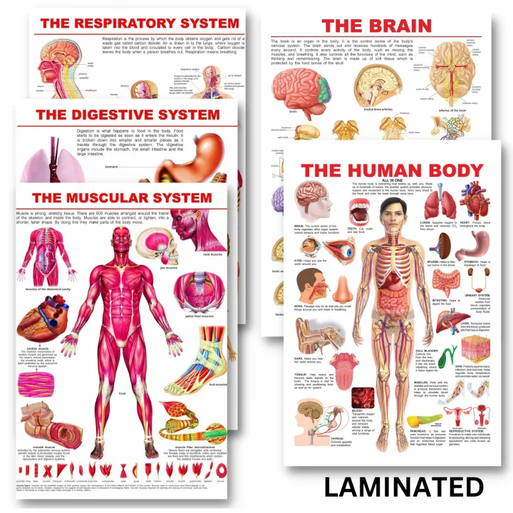 Laminated Respiratory System, Reproductive System, Digestive System ...